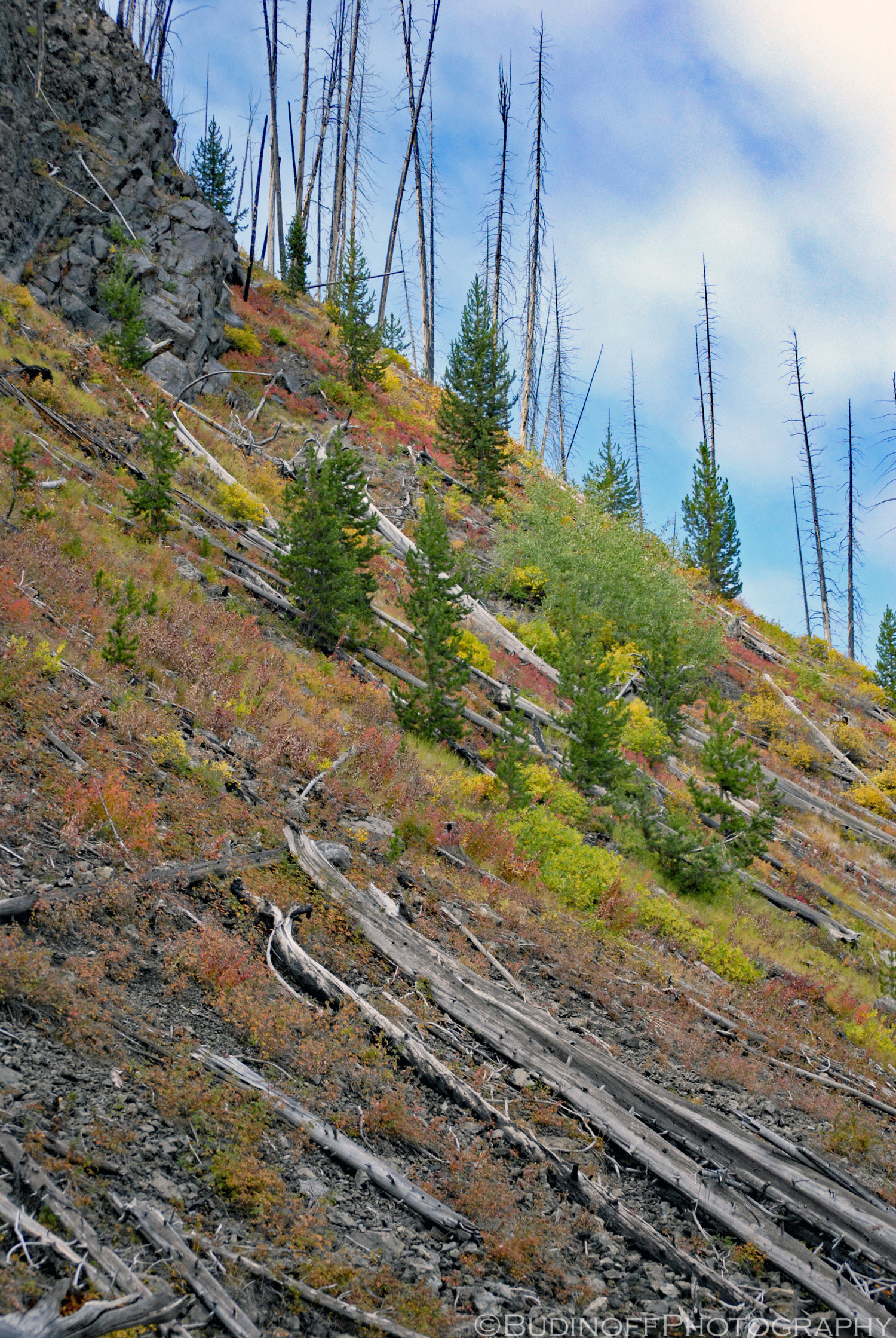 Budinoff Photography | Yellowstone Burn Scar Recovery - Budinoff ...